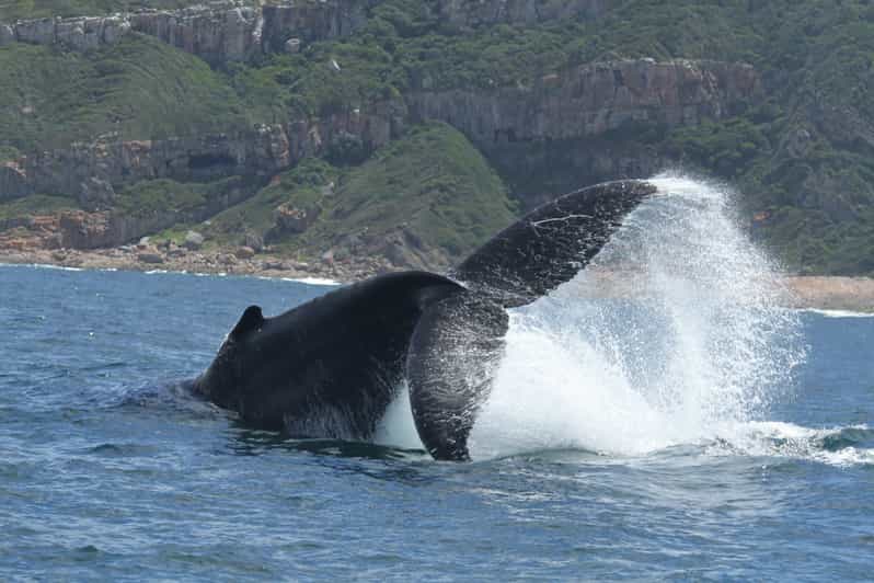Plettenberg Bay: Whale-Watching-Bootsfahrt | GetYourGuide