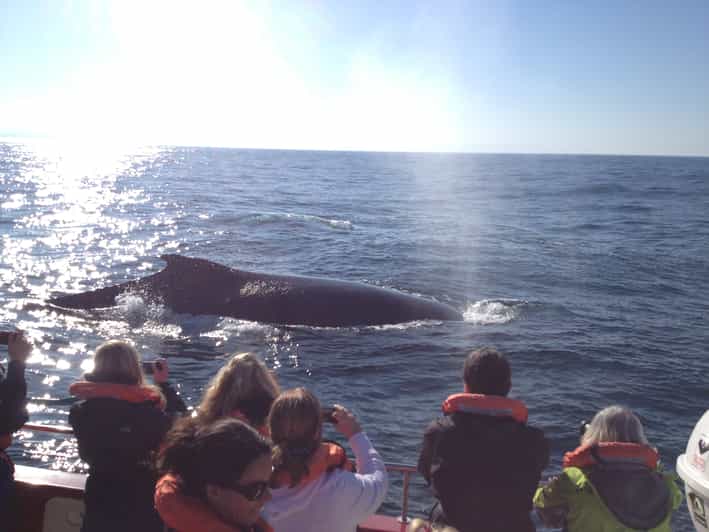Plettenberg Bay: Plavba za pozorováním velryb | GetYourGuide