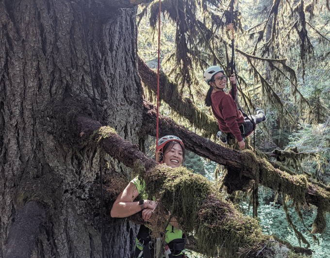 Silver Falls State Park: Tree Climbing Sunset Tour | GetYourGuide