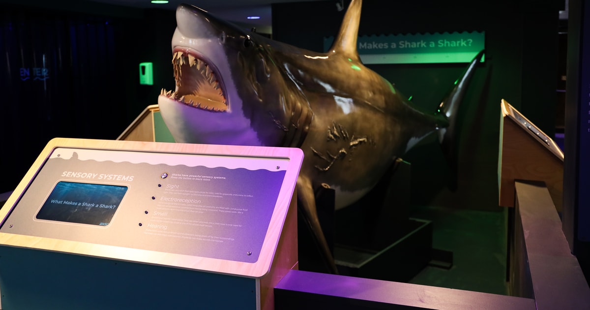 Provincetown: Shark Center Provincetown Admission Ticket | GetYourGuide