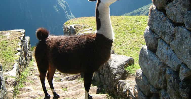 Entdecke Cusco, das Heilige Tal und Machu Picchu in 4 Tagen | GetYourGuide