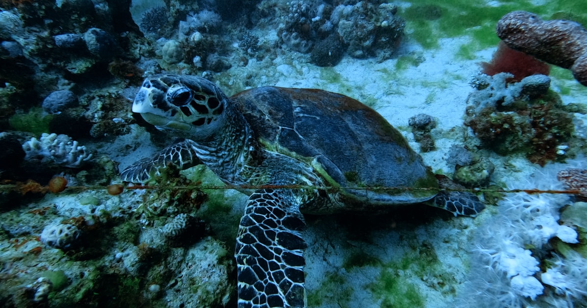 Morze Czerwone w Akabie: 2 nurkowania z przewodnikiem z brzegu ...