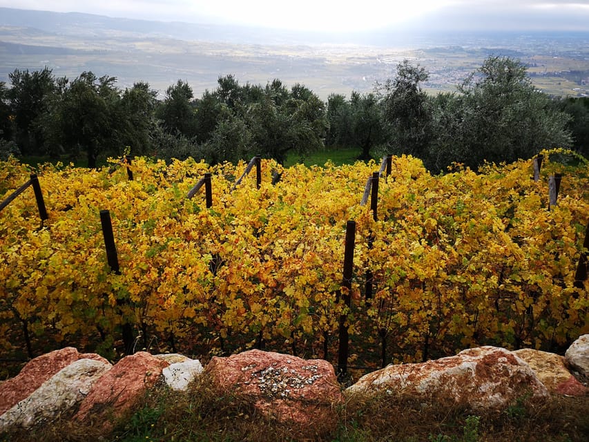 Fumane: Olive oil tasting on the hills of Valpolicella | GetYourGuide