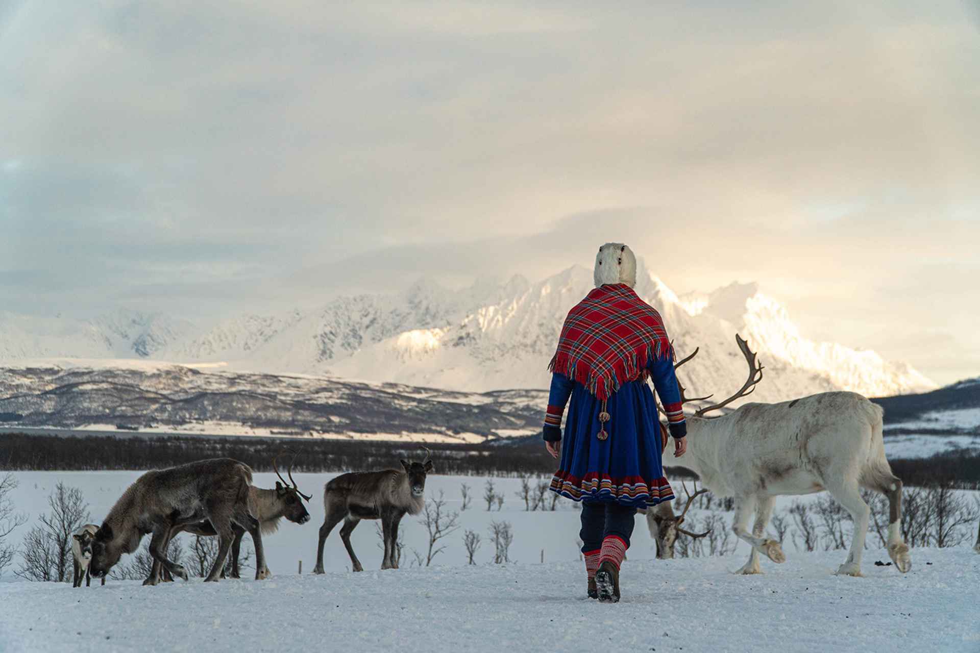 Nourrir des rennes et découvrir la culture Sami à Tromsø | Guide to Europe