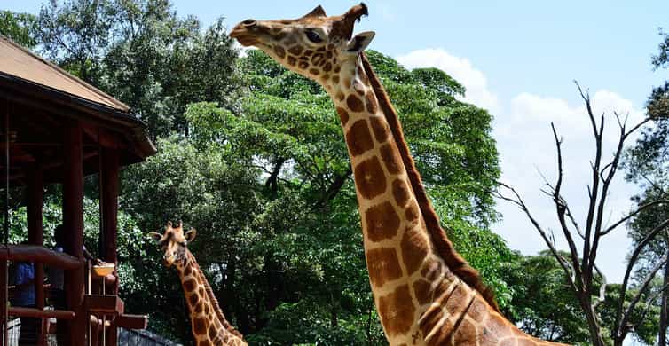 Nairobi: National Park, Baby Elephant, & Giraffe Center Tour | GetYourGuide