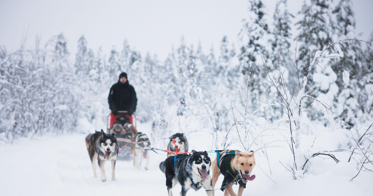 Levi: 15-Kilometres Self-Driving Husky Tour | GetYourGuide