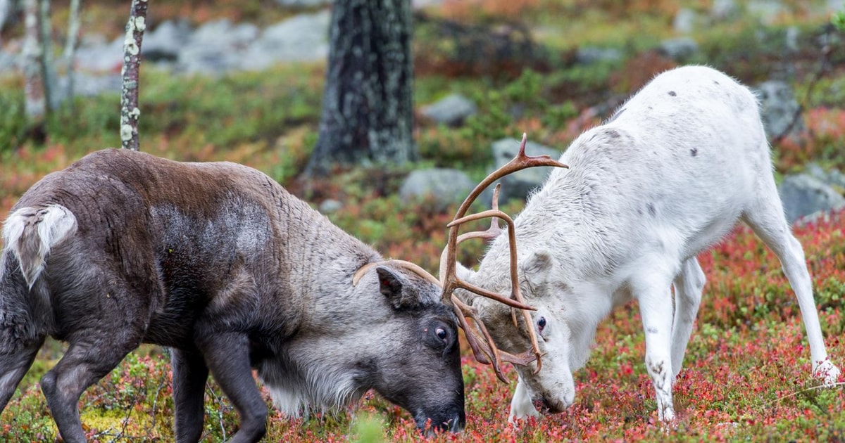 Rovaniemi: esperienza estiva nella fattoria delle renne | GetYourGuide