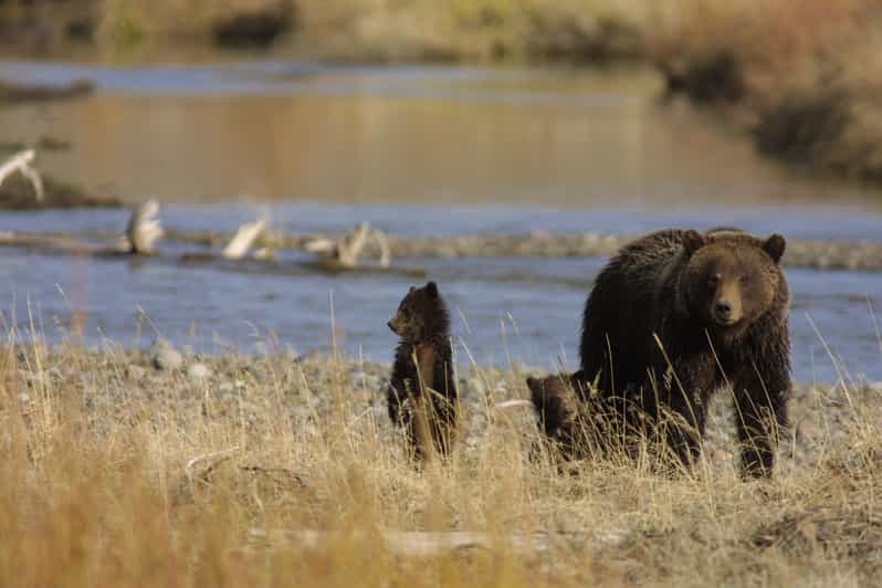 Silver Gate: Private Yellowstone Lamar Valley Wildlife Tour | GetYourGuide
