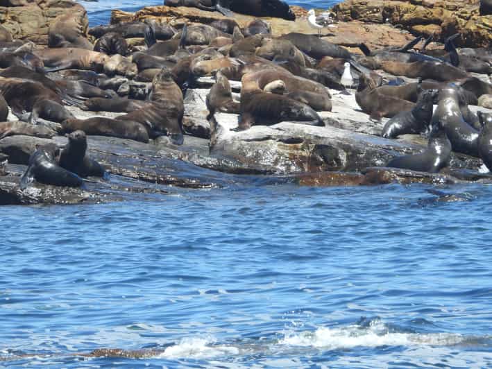 Kapstadt: Pinguine & Kap der Guten Hoffnung Halbtagestour geteilt | GetYourGuide