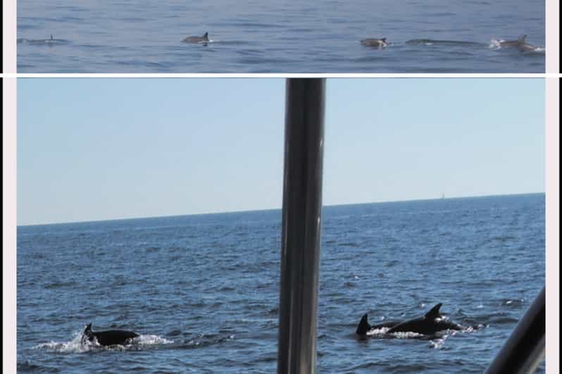 Vrsar: Βαρσάρ: Ημερήσια Ιστιοπλοΐα, Αξιοθέατα, Παρατήρηση Δελφινιών ...