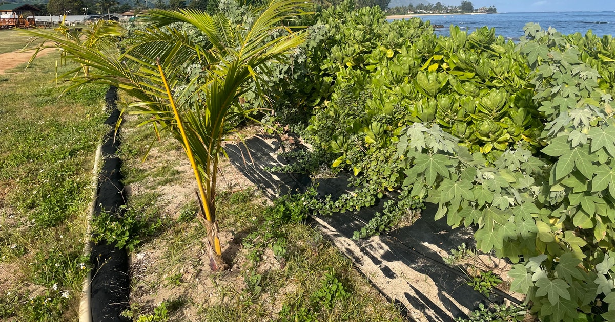 Oahu: Shoreline Restoration Tour w/ Native Plants & Animals | GetYourGuide