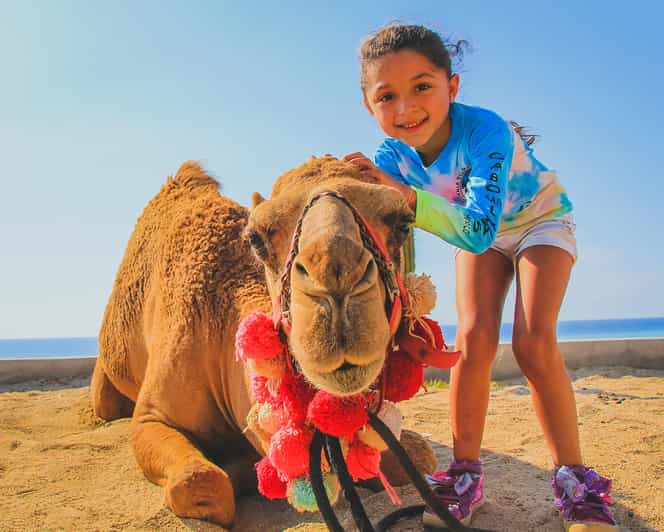 Cabo San Lucas: Guided Tour, Glass-Bottom Boat & Camel Ride | GetYourGuide