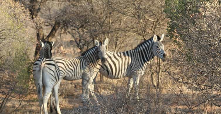 The Three Dikgosi Monument, Gaborone - Book Tickets & Tours | GetYourGuide