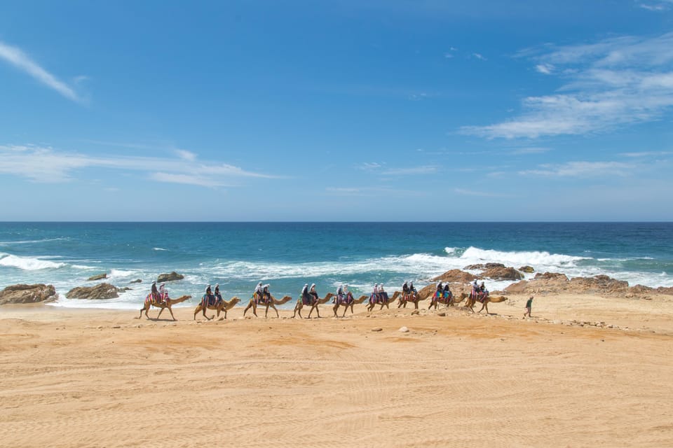 Los Cabos: Sunset Fiesta Dinner Cruise with Camel Ride Tour | GetYourGuide