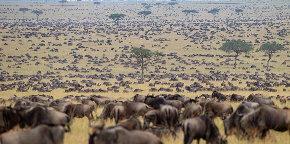Masai Mara Wildebeest Great Migration 4 Day Safari Getyourguide
