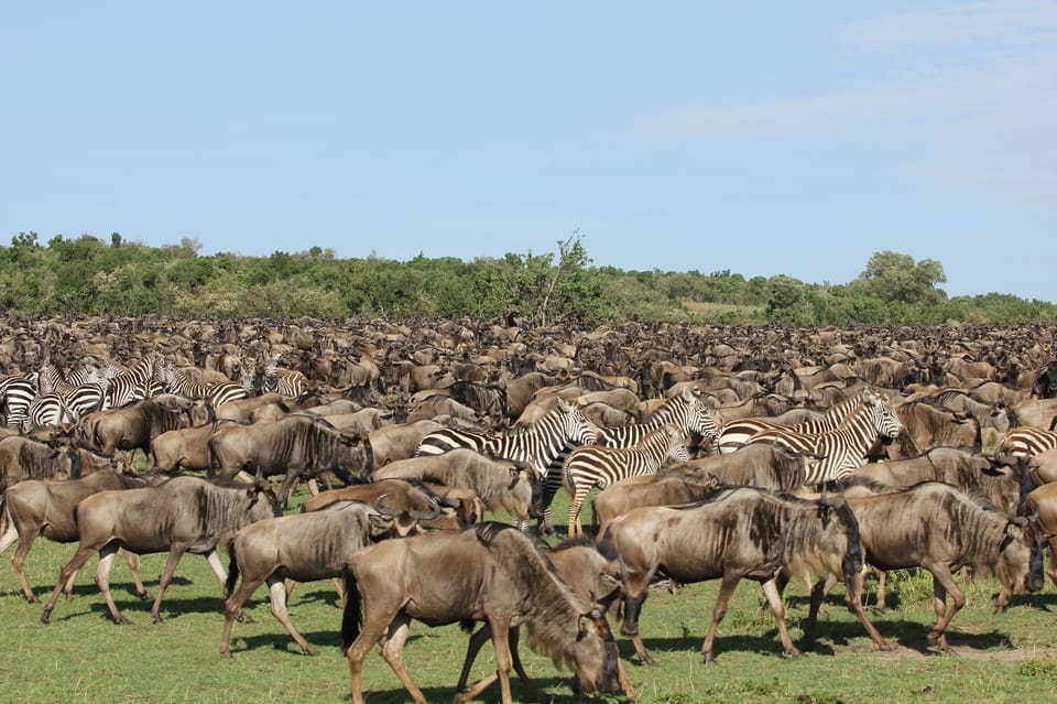 Masai Mara Wildebeest Great Migration 4 Day Safari Getyourguide