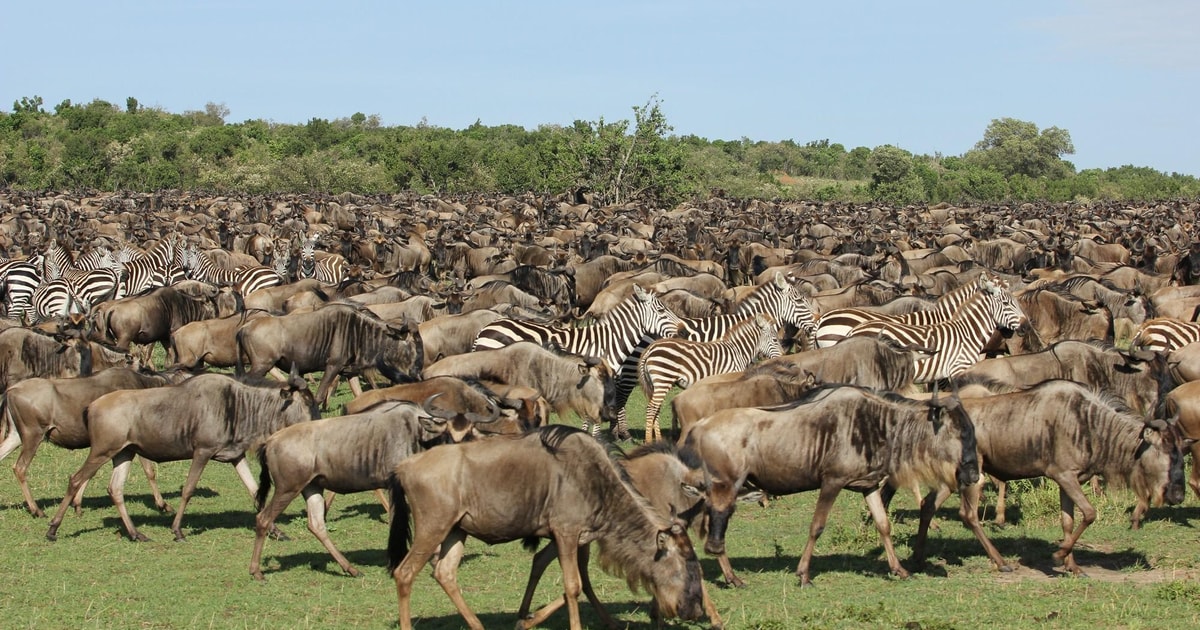 Masai Mara: Wildebeest Grote Migratie 4-daagse safari | GetYourGuide