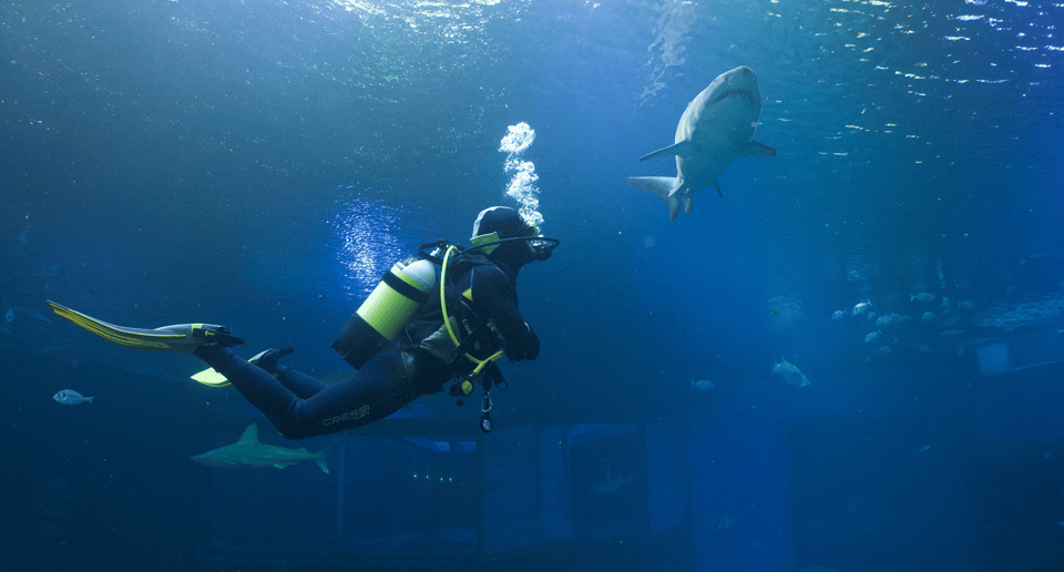 Palma de Mallorca: Shark Dive at Palma Aquarium | GetYourGuide