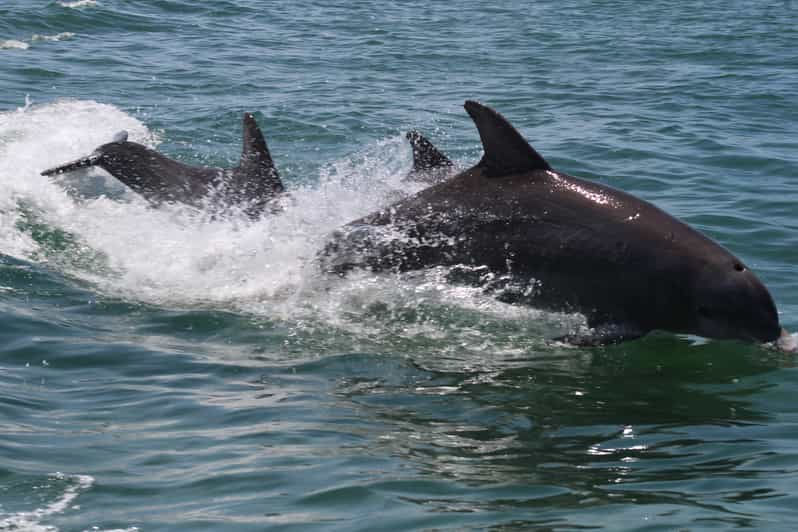From Key West: Dolphin Watching Tour with Lunch & Drinks | GetYourGuide