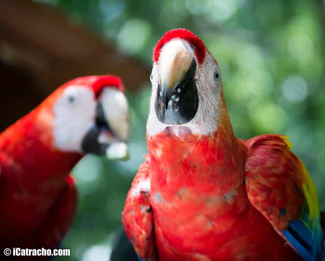 From San Pedro Sula: Mayan Ruins of Copan Day Trip | GetYourGuide