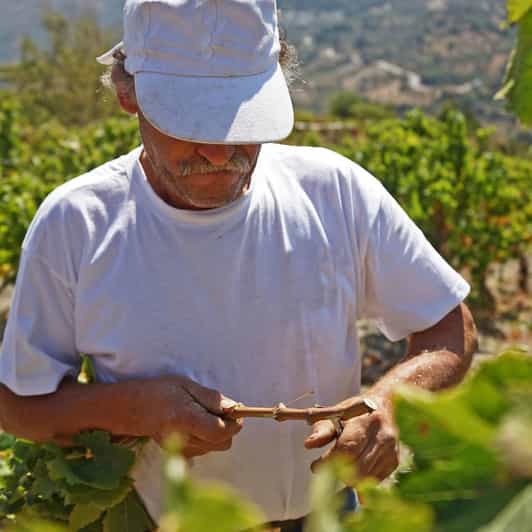 Resmo Girit'in lezzetlerini keşfedin | GetYourGuide