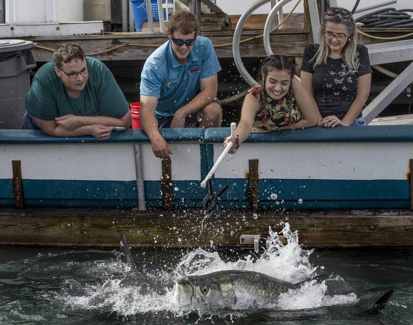 Miami: Giant Fish Feeding Experience | GetYourGuide