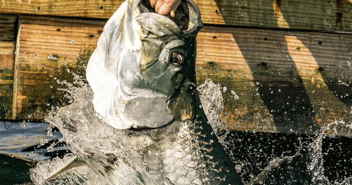 Miami: Giant Fish Feeding Experience | GetYourGuide