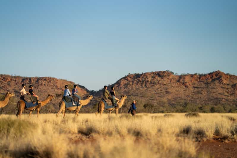 Alice Springs: Plimbare ghidată cu cămila în Outback | GetYourGuide