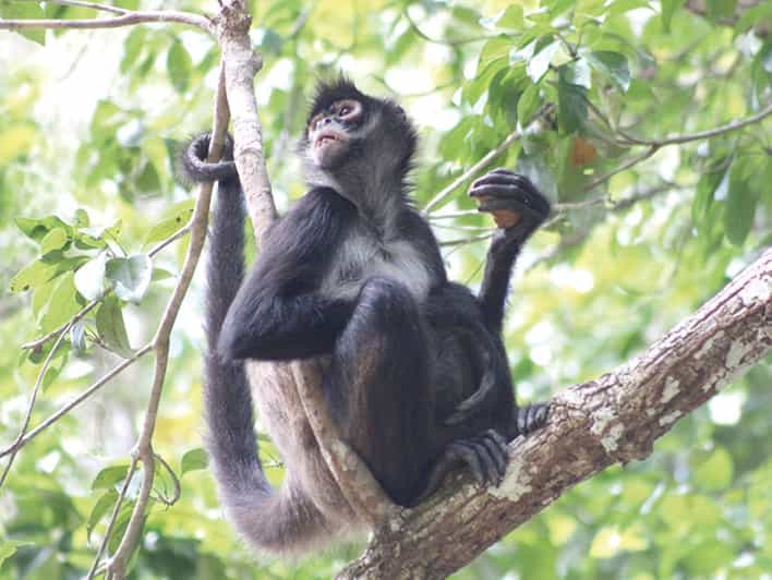 From Campeche: Private 3-Day Selva Maya Tour with Half Board | GetYourGuide