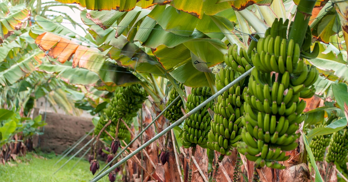 La Orotava: Ecological Banana Plantation Guided Tour | GetYourGuide