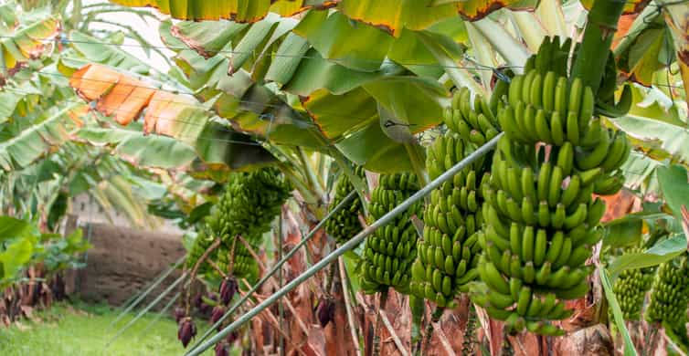 La Orotava: Ecological Banana Plantation Guided Tour | GetYourGuide