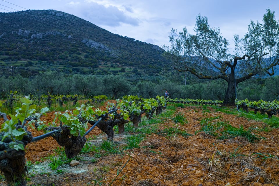 From Athens: Wine, Oil, & Cheese Tasting in Nemea & Argolis | GetYourGuide