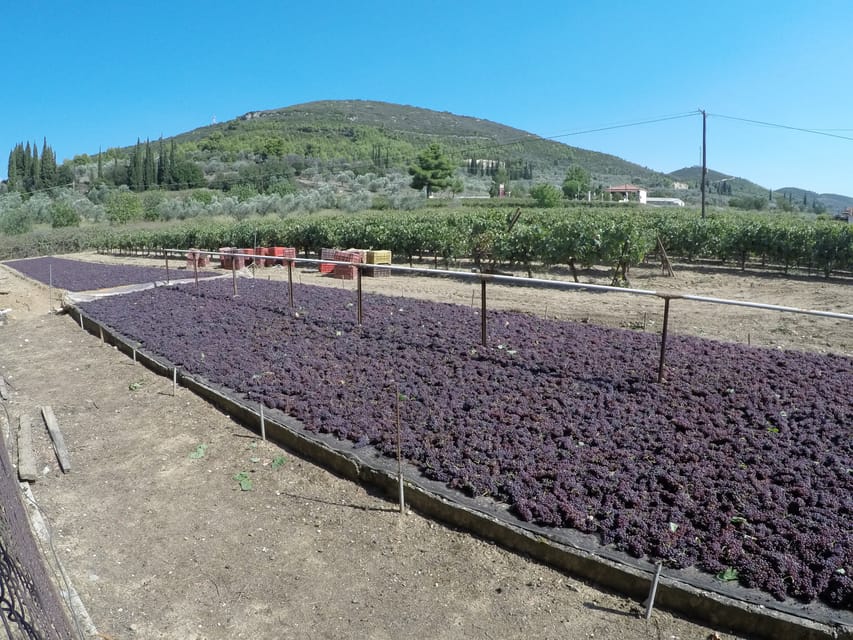 From Athens: Wine, Oil, & Cheese Tasting in Nemea & Argolis | GetYourGuide