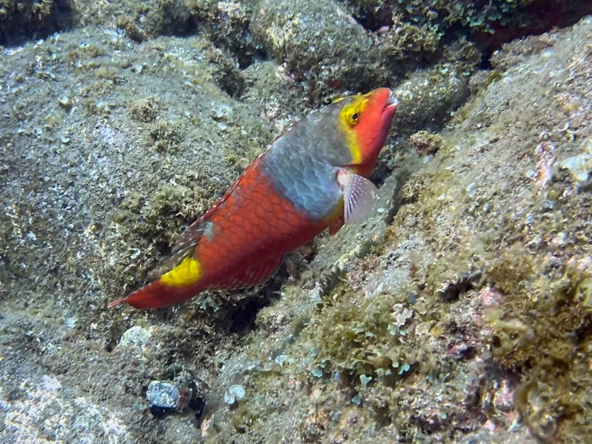 Caniço: Excursión guiada de snorkel en la Reserva Natural de Garajau ...