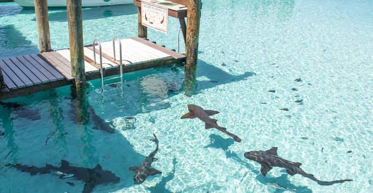 Compass Cay, the Bahamas, Exuma - Reserva de entradas y tours ...