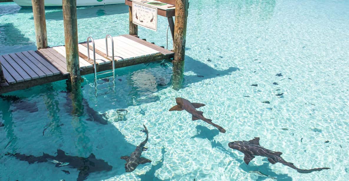 Au départ de Nassau : Excursion d'une journée à Exuma (Iguanes, requins ...