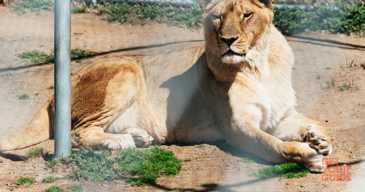Alpine: Lions Tigers & Bears - Exclusive Behind the Scenes | GetYourGuide