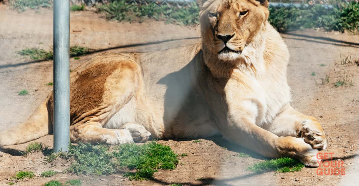 Alpine: Lions Tigers & Bears - Exclusive Behind the Scenes | GetYourGuide