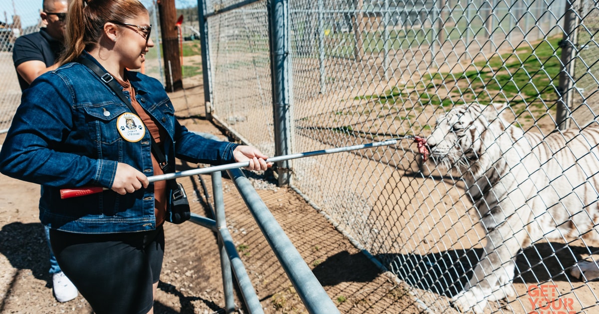 Alpina: Besök och matning i lejon-, tiger- och björnreservatet ...