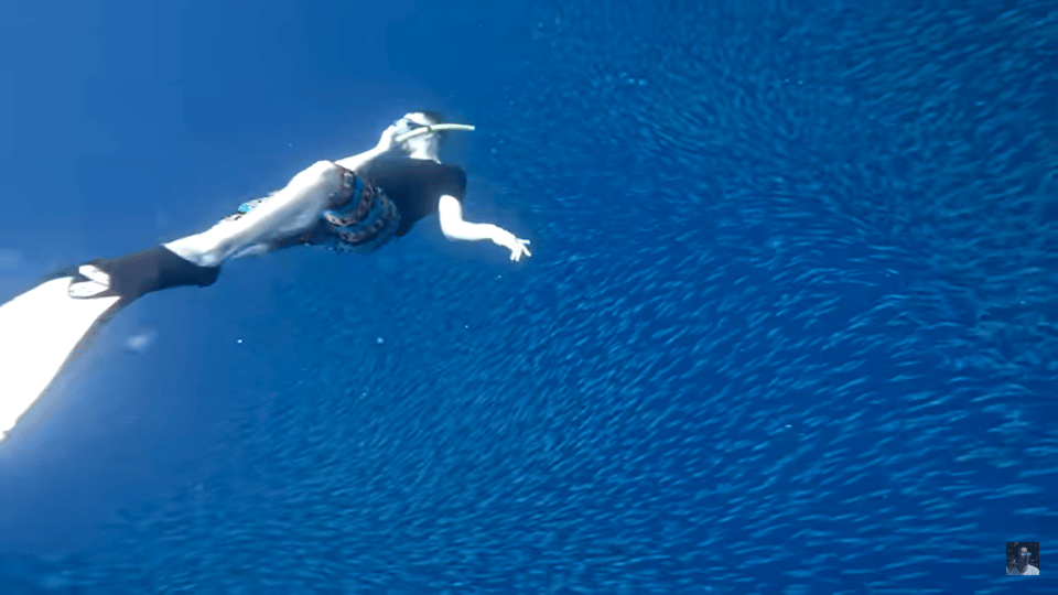 Cebu:Whale Shark Encounter &Moalboal Sardines &Turtle Thrill | GetYourGuide