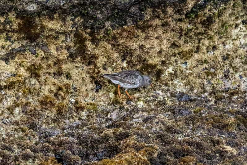 Azores Marine Birdwatching Expedition | GetYourGuide