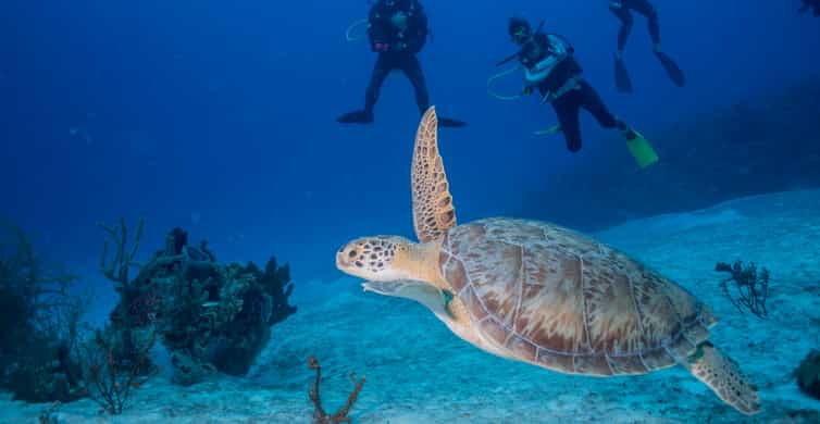 Discover Scuba Diving: Mahahual reef experience | GetYourGuide