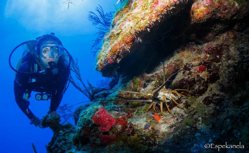 Discover Scuba Diving: Mahahual reef experience | GetYourGuide