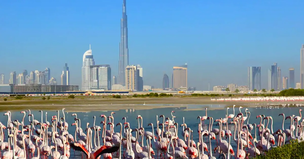 Ras Al Khor Wildlife Sanctuary z wycieczką po mieście Dubaj | GetYourGuide
