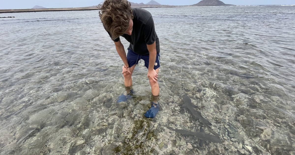 Sal: Lemon Shark Bay and Pedra de Lume Salt Lakes Tour | GetYourGuide
