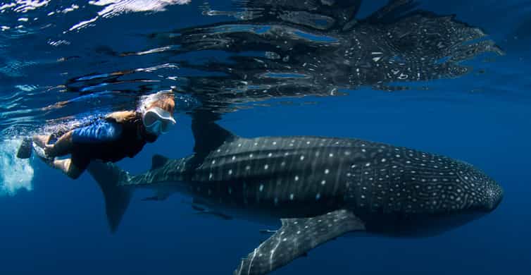 From Cancun/Riviera Maya: Guided Whale Shark Snorkeling Tour | GetYourGuide