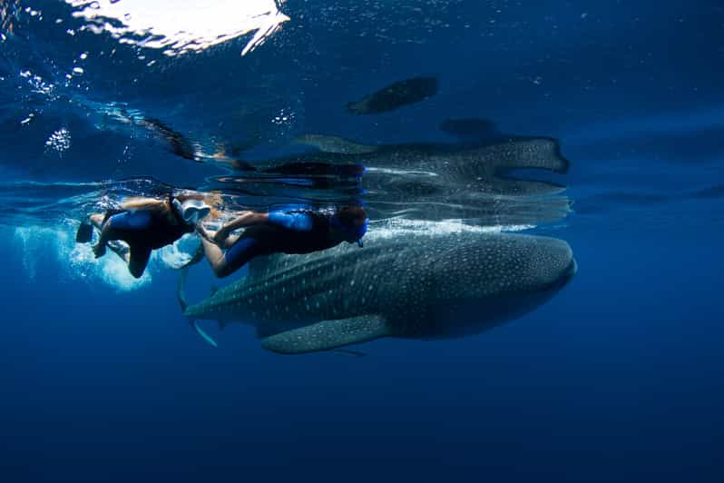From Cancun/Riviera Maya: Guided Whale Shark Snorkeling Tour | GetYourGuide