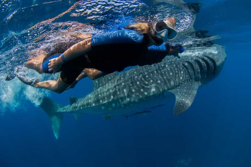 From Cancun/Riviera Maya: Guided Whale Shark Snorkeling Tour | GetYourGuide