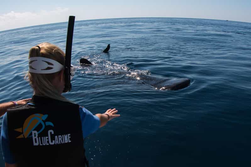 From Cancun/Riviera Maya: Guided Whale Shark Snorkeling Tour | GetYourGuide