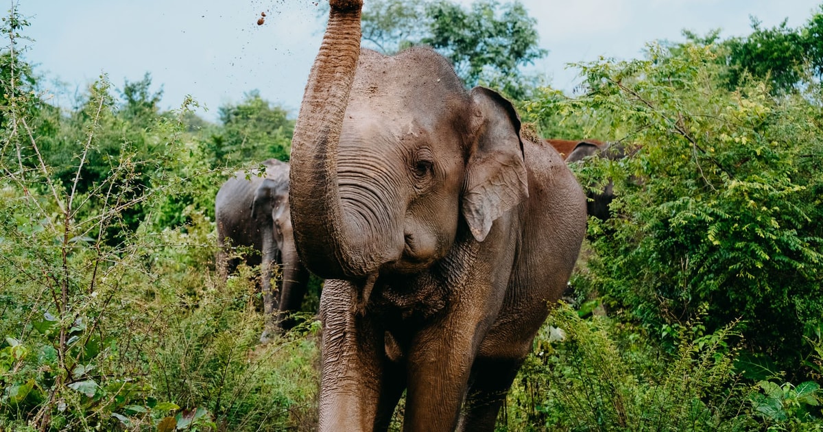 Udawalawe National Park: Half-Day Safari Tour | GetYourGuide